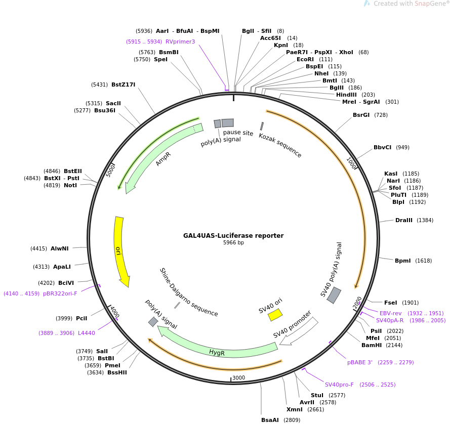 GAL4UAS-Luciferase reporter载体质粒图谱、序列、抗性、价格、测序引物、大小等信息_生物风载体