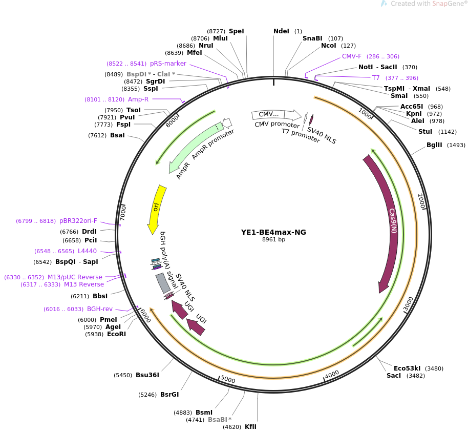 YE1-BE4max-NG载体质粒图谱、序列、抗性、价格、测序引物、大小等信息_生物风载体