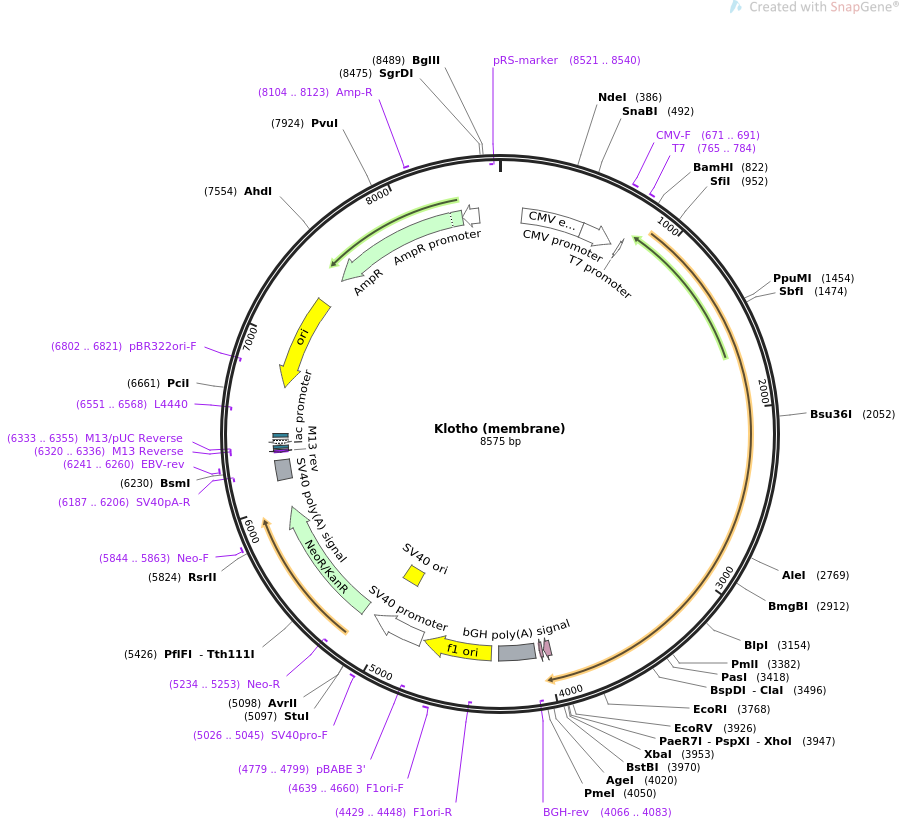 klotho(membrane)质粒图谱、序列、价格、抗性、大小等基本信息_生物风载体