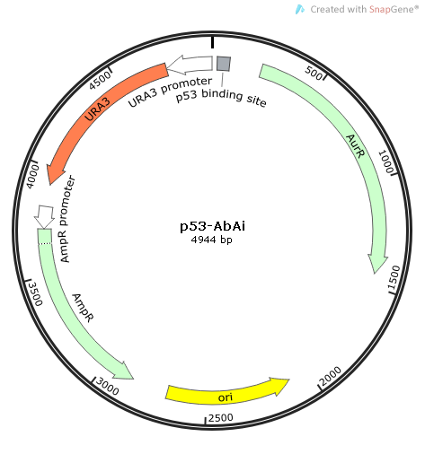 p53-AbAi p53AbAi载体质粒图谱、序列、抗性、价格、测序引物、大小等信息_生物风载体