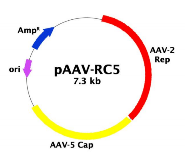 pAAV-RC5 pAAVRC5载体质粒图谱、序列、抗性、价格、测序引物、大小等信息_生物风载体