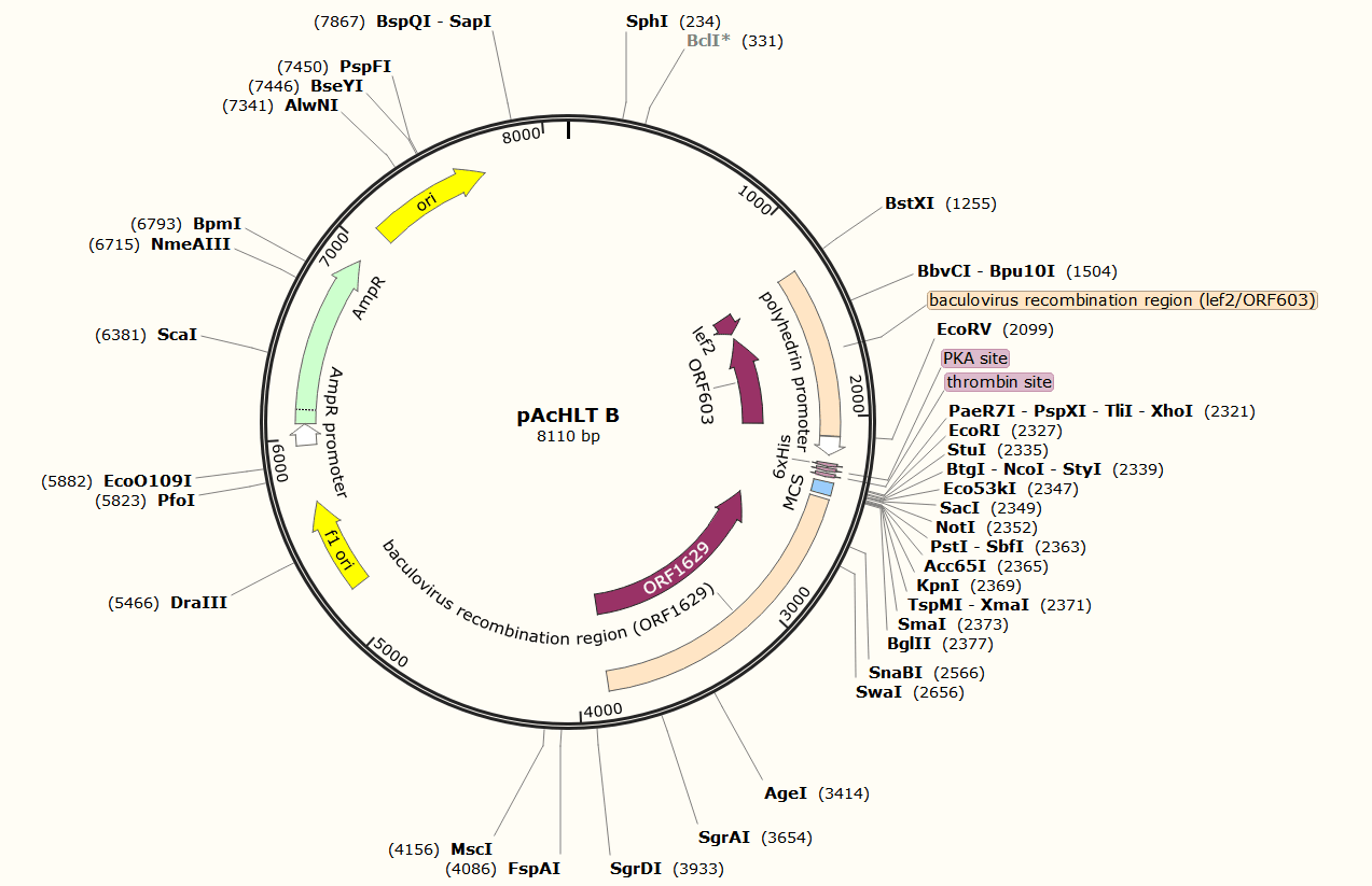 pAcHLT B pAcHLTB载体质粒图谱、序列、抗性、价格、测序引物、大小等信息_生物风载体
