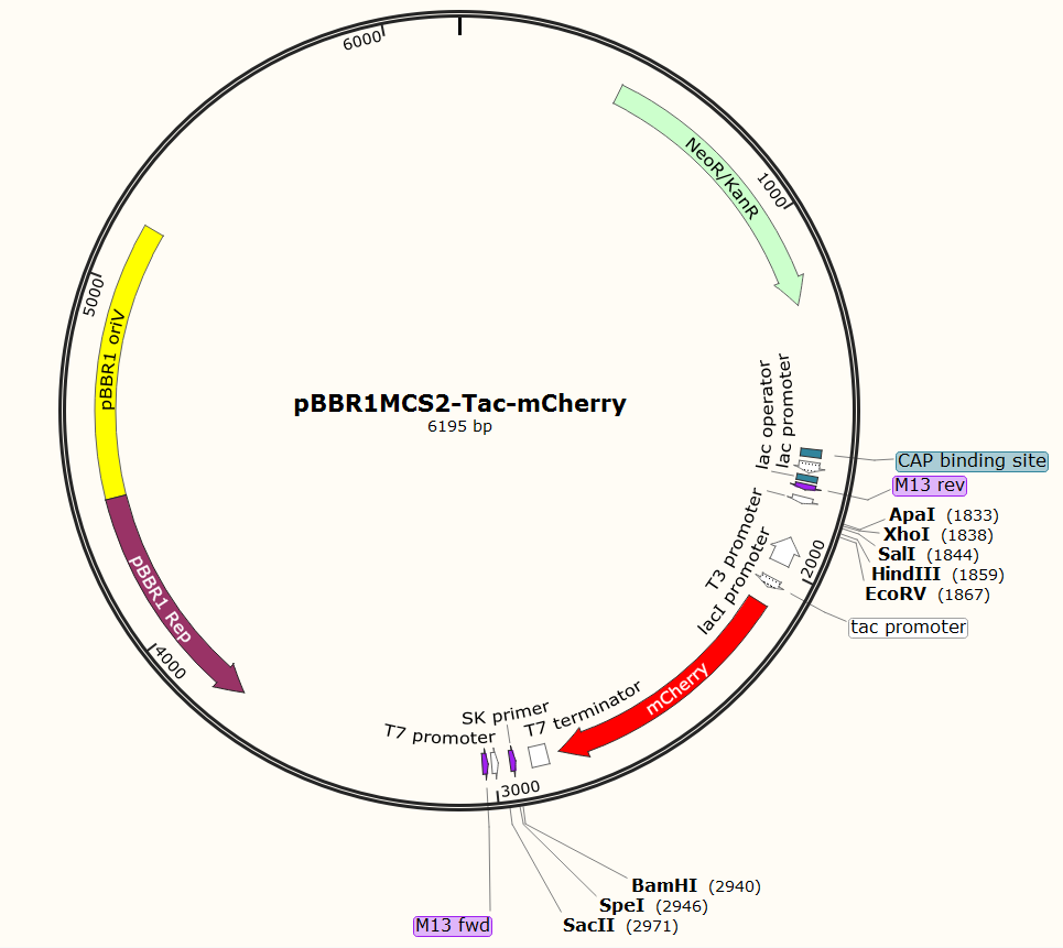 pBBR1MCS2-Tac-mCherry载体质粒图谱、序列、抗性、价格、测序引物、大小等信息_生物风载体