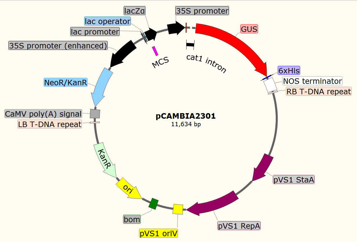 pCambia2301载体质粒图谱、序列、抗性、价格、测序引物、大小等信息_生物风载体