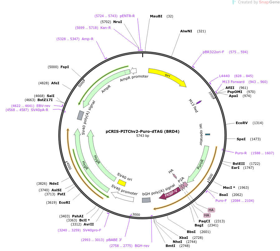 pCRIS-PITChv2-Puro-dTAG (BRD4)载体质粒图谱、序列、抗性、价格、测序引物、大小等信息_生物风载体