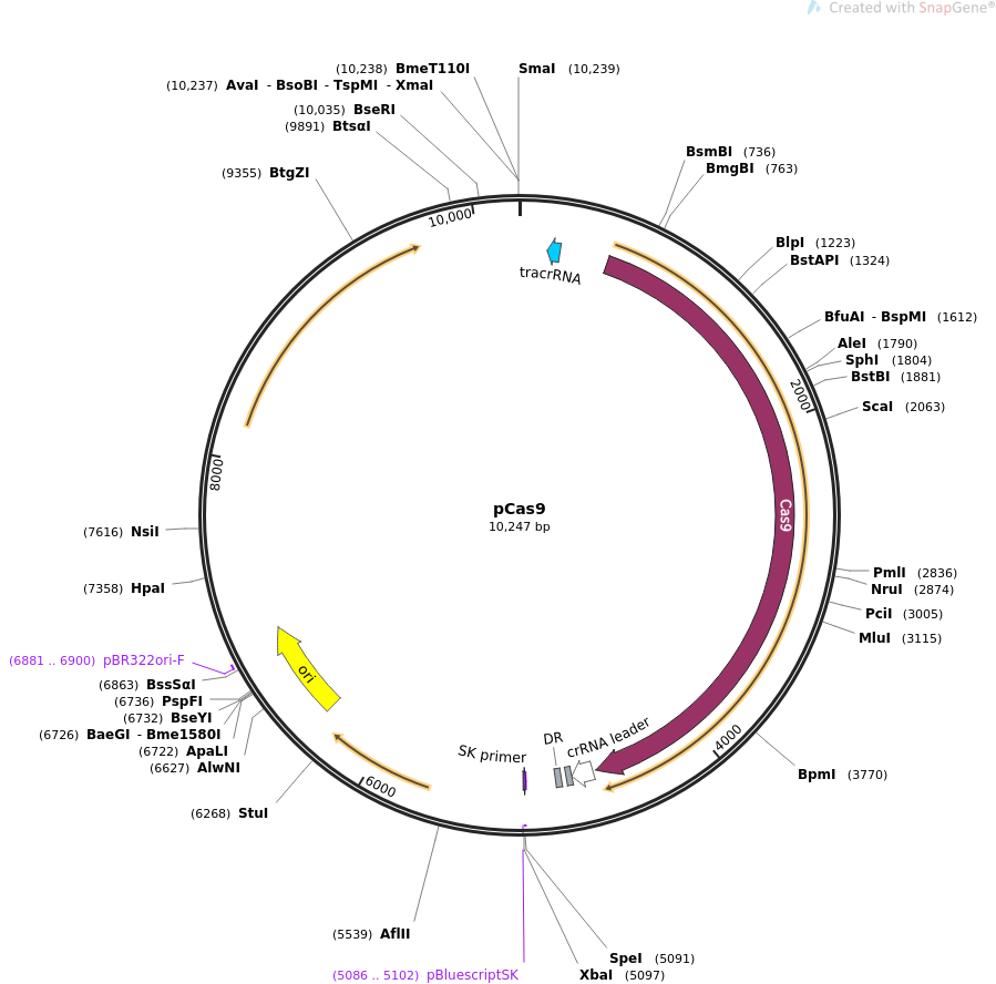 pCas9 (Addgene 167547)载体质粒图谱、序列、抗性、价格、测序引物、大小等信息_生物风载体