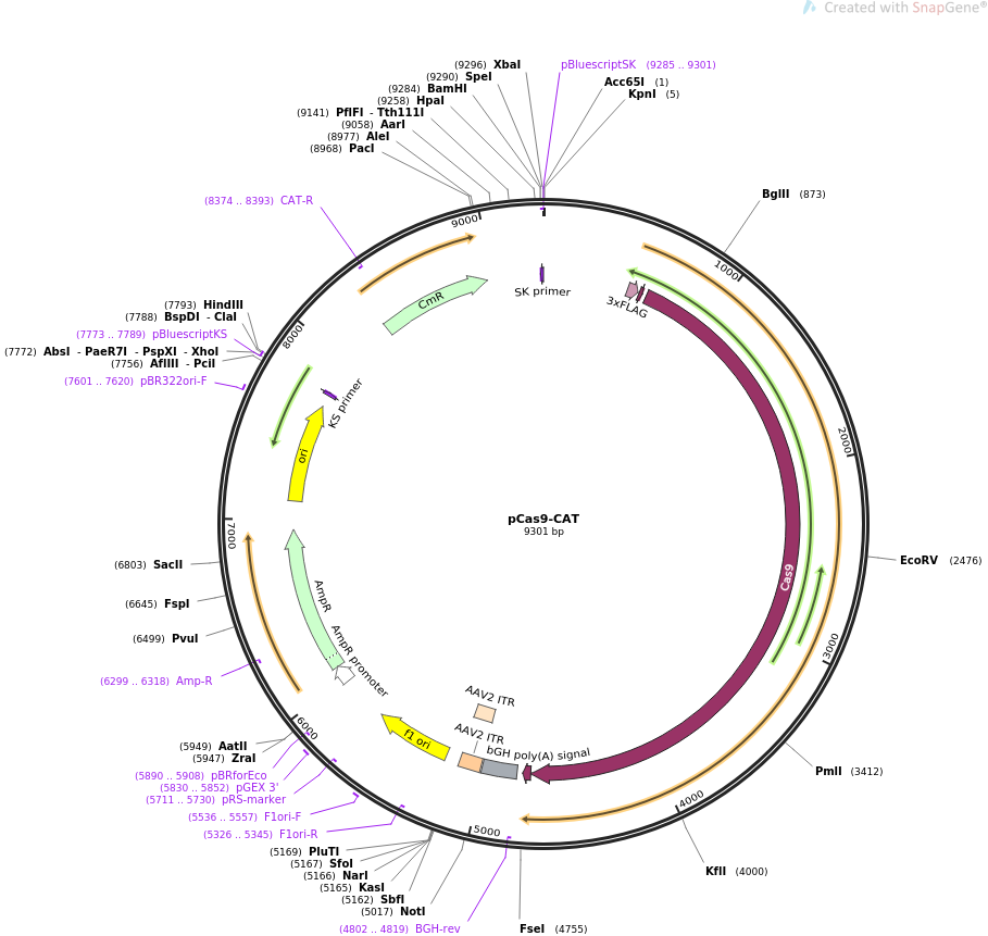 pCas9-CAT pCas9CAT载体质粒图谱、序列、抗性、价格、测序引物、大小等信息_生物风载体