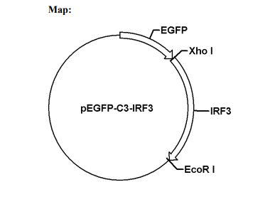 pEGFP-C3-IRF3质粒图谱、载体图谱、序列、价格、抗性、测序引物、大小等信息_生物风载体