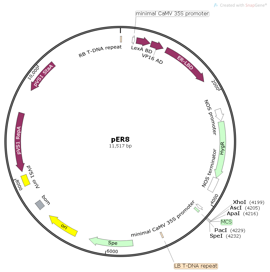 pER8载体质粒图谱、序列、抗性、价格、测序引物、大小等信息_生物风载体