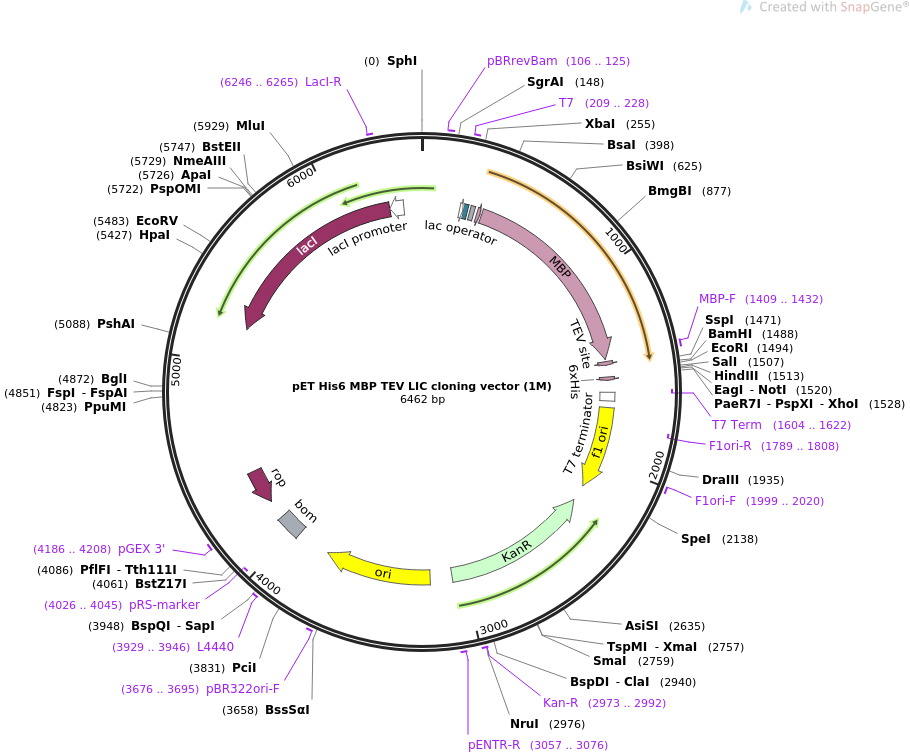 pET His6 MBP TEV LIC cloning vector (1M)载体质粒图谱、序列、抗性、价格、测序引物、大小等信息_生物风载体