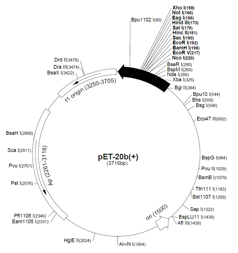 pET-20b(+) pET20b载体质粒图谱、序列、抗性、价格、测序引物、大小等信息_生物风载体