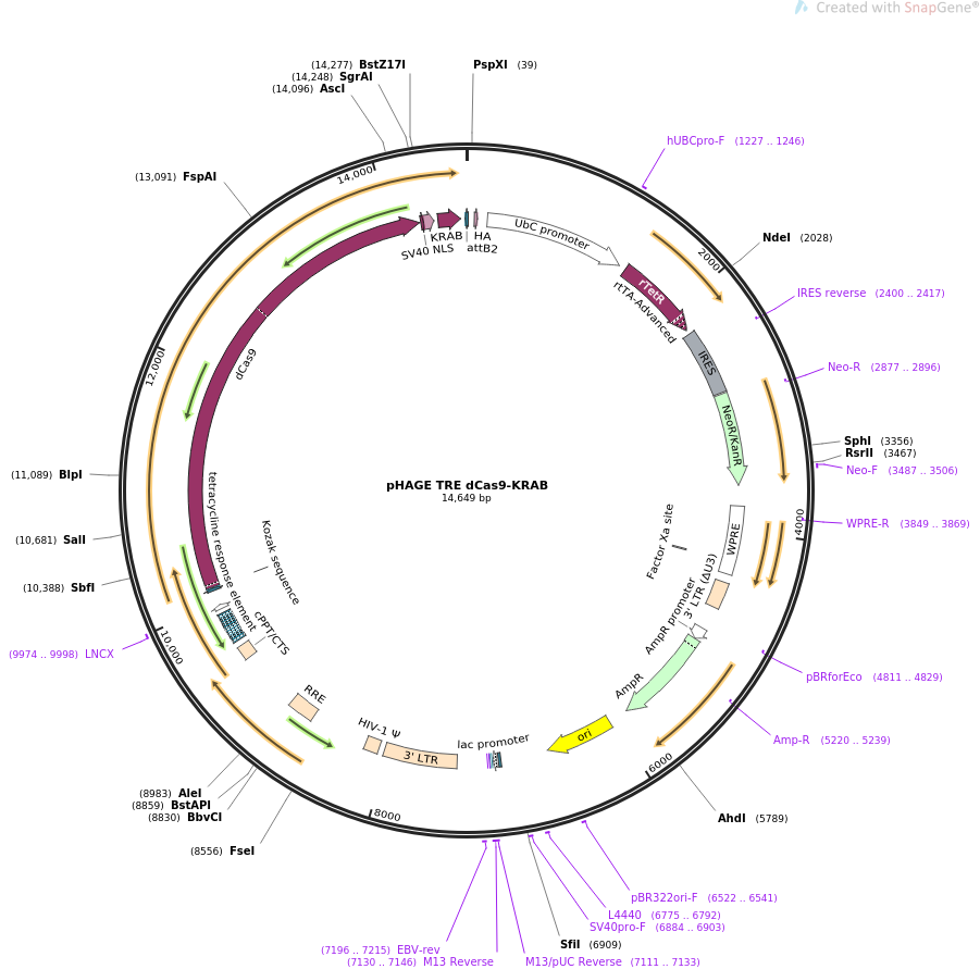 pHAGE TRE dCas9-KRAB质粒图谱、载体图谱、序列、价格、抗性、测序引物、大小等信息_生物风载体