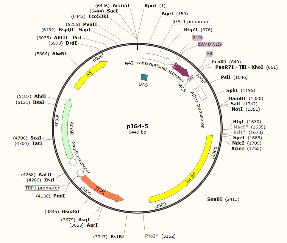 pJG4-5 pJG45载体质粒图谱、序列、抗性、价格、测序引物、大小等信息_生物风载体