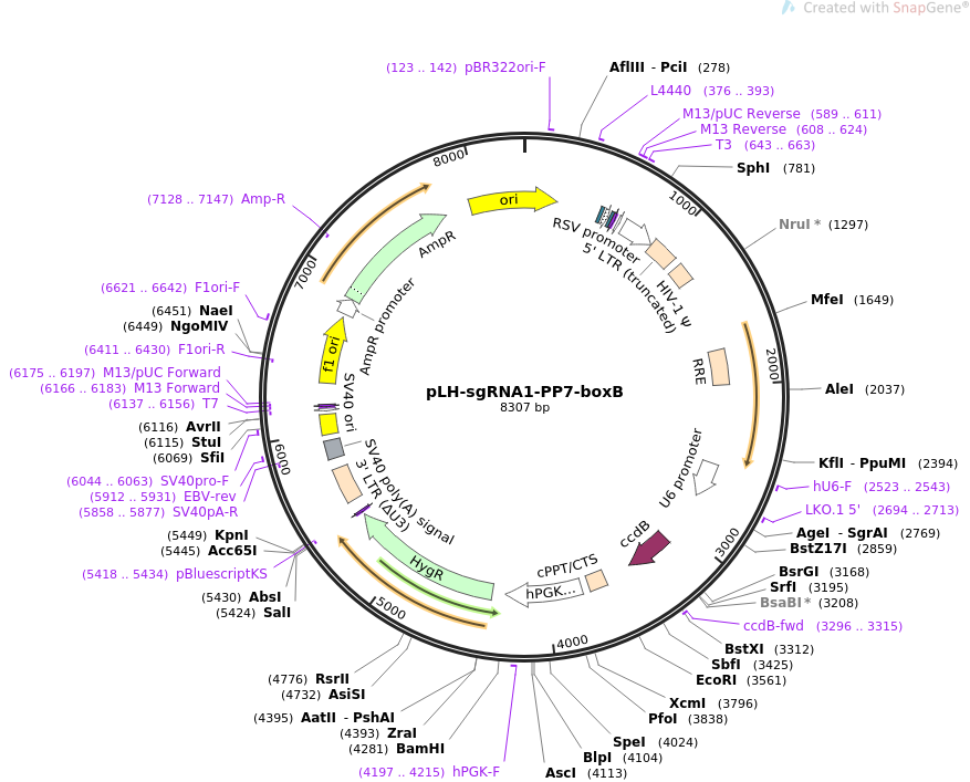 pLH-sgRNA1-PP7-boxB载体质粒图谱、序列、抗性、价格、测序引物、大小等信息_生物风载体