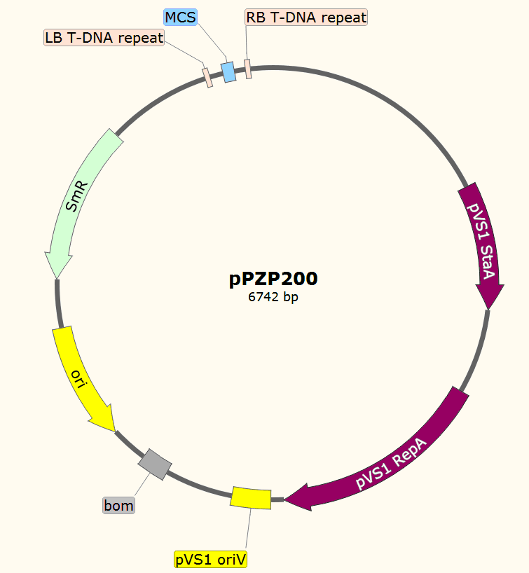 pPZP200载体质粒图谱、序列、抗性、价格、测序引物、大小等信息_生物风载体