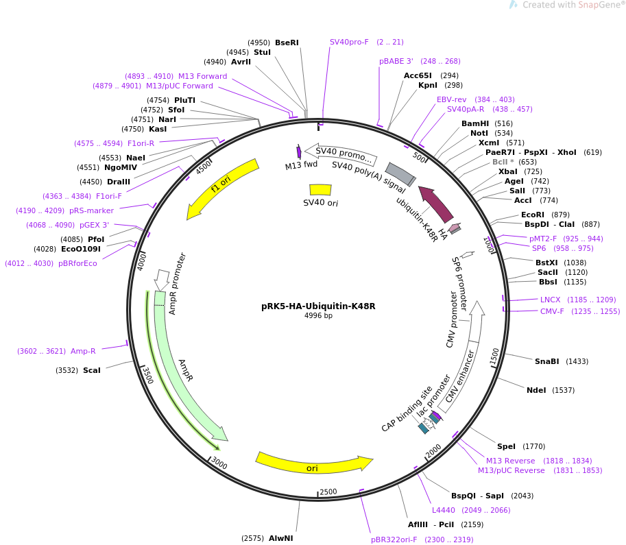 pRK5-HA-Ubiquitin-K48R载体质粒图谱、序列、抗性、价格、测序引物、大小等信息_生物风载体