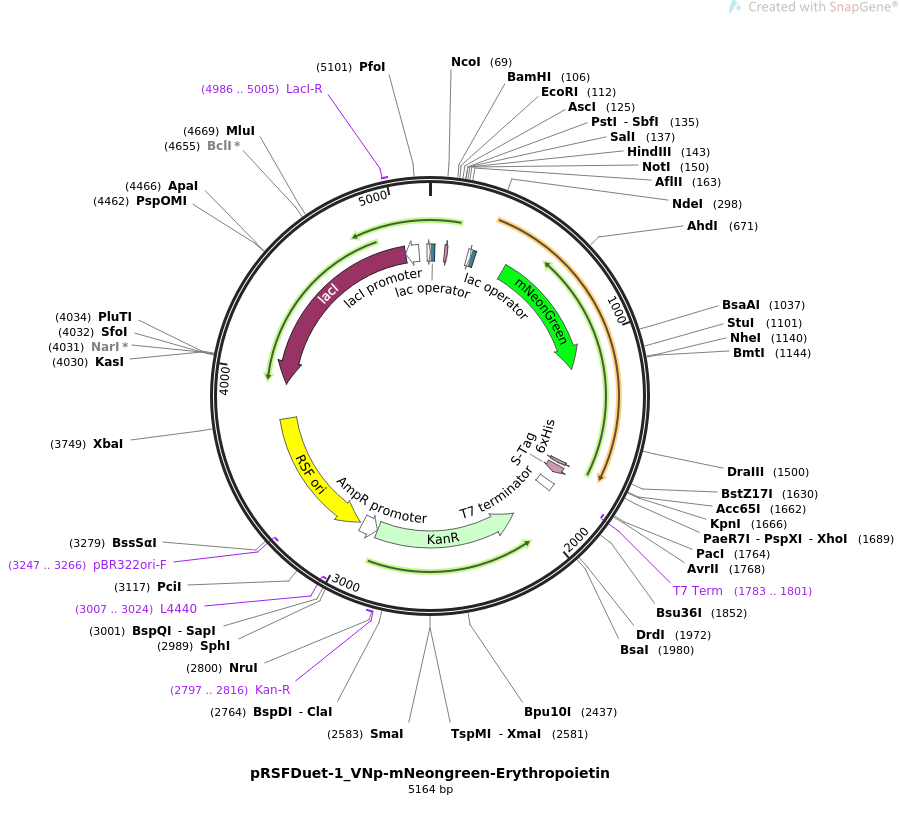 pRSFDuet-1_VNp-mNeongreen-Erythropoietin载体质粒图谱、序列、抗性、价格、测序引物、大小等信息_生物风载体
