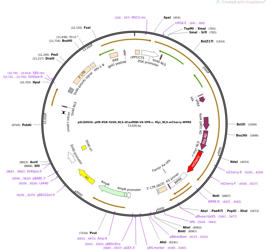 pSLQ9926: pHR-PGK-SV40_NLS-dCasMINI-V4-VPR-c- Myc_NLS-mCherr载体图谱质粒图谱、序列 ...