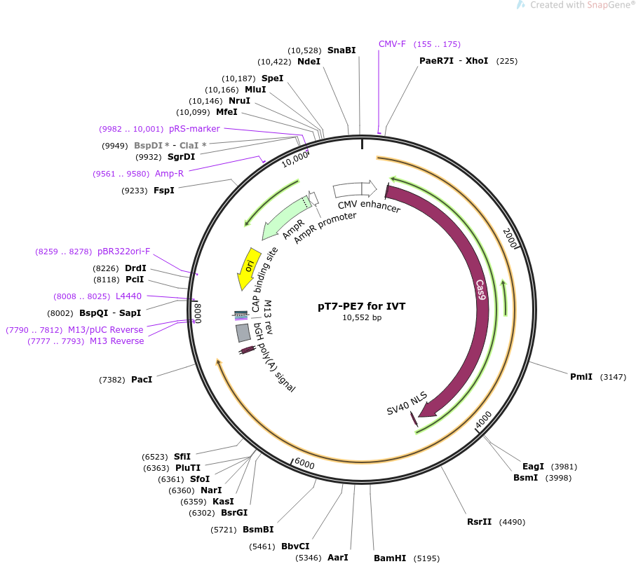 pT7-PE7 for IVT载体质粒图谱、序列、抗性、价格、测序引物、大小等信息_生物风载体