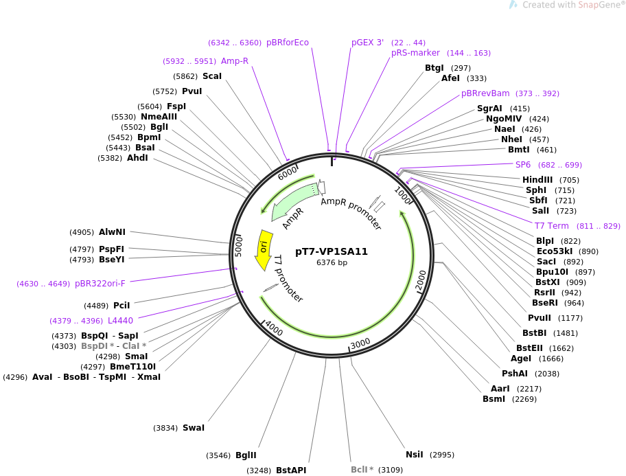 pT7-VP1SA11 pT7VP1SA11载体质粒图谱、序列、抗性、价格、测序引物、大小等信息_生物风载体