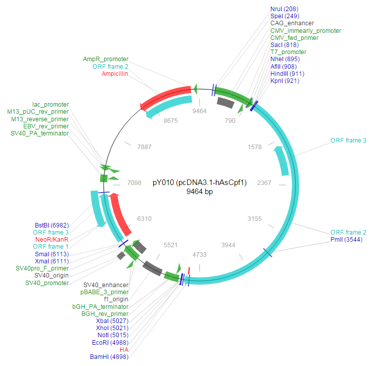 pY010 (pcDNA3.1-hAsCpf1)质粒图谱、序列、价格、抗性、大小等基本信息_生物风载体